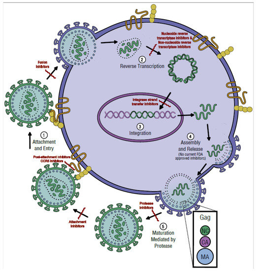 The Effect of Treatment-Associated Mutations on HIV Replication and Transmission Cycles