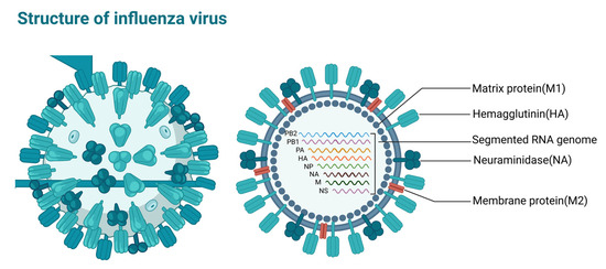 Influenza and Universal Vaccine Research in China