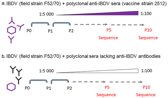 Modeling Infectious Bursal Disease Virus (IBDV) Antigenic Drift In Vitro