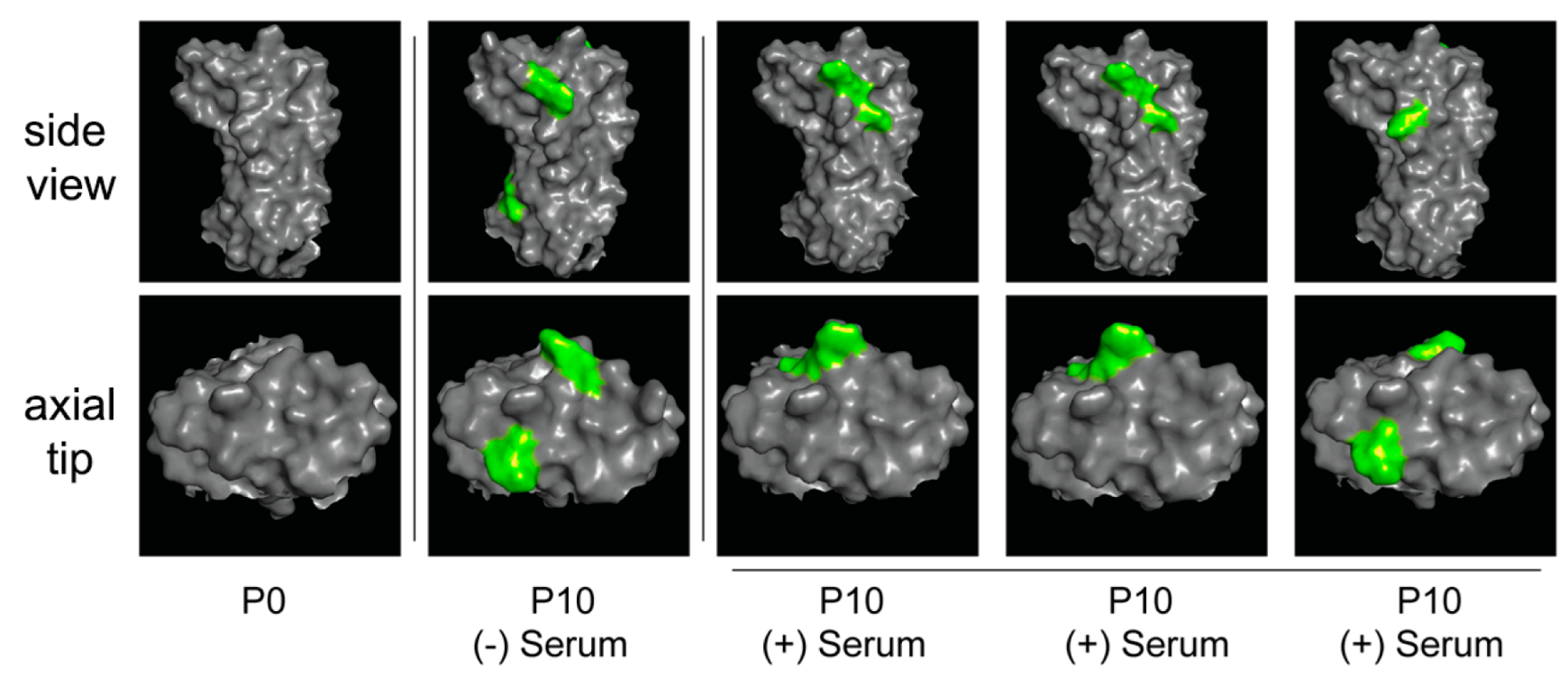 Modeling Infectious Bursal Disease Virus (IBDV) Antigenic Drift In Vitro