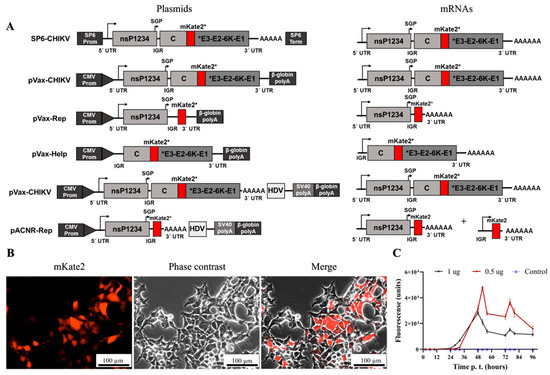 Construction of a Chikungunya Virus, Replicon, and Helper Plasmids for ...