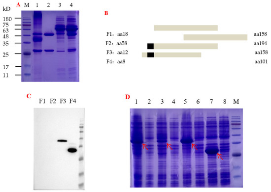 Development of a Competitive Enzyme-Linked Immunosorbent Assay ...