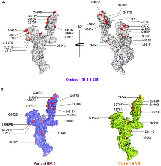 A Detailed Overview of SARS-CoV-2 Omicron: Its Sub-Variants, Mutations ...