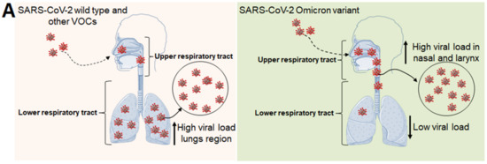 A Detailed Overview of SARS-CoV-2 Omicron: Its Sub-Variants, Mutations ...
