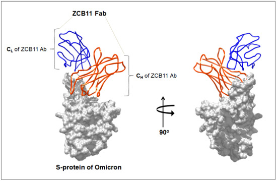 A Detailed Overview of SARS-CoV-2 Omicron: Its Sub-Variants, Mutations ...