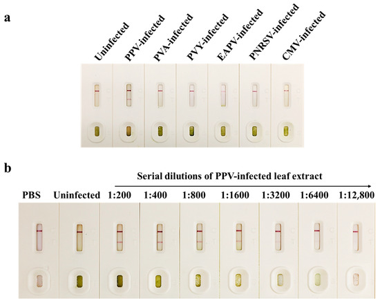 Viruses | Free Full-Text | Development of Dot-ELISA and Colloidal Gold ...