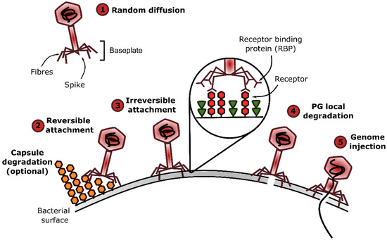 Phage Adsorption to Gram-Positive Bacteria