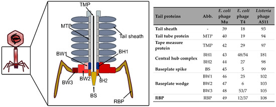 Phage Adsorption to Gram-Positive Bacteria