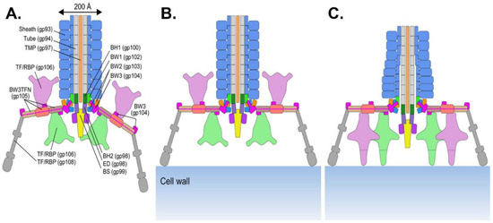 Phage Adsorption to Gram-Positive Bacteria