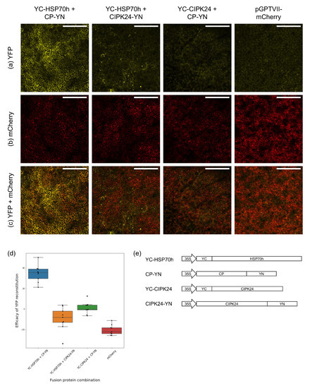 Identification of Interactions between Proteins Encoded by Grapevine ...