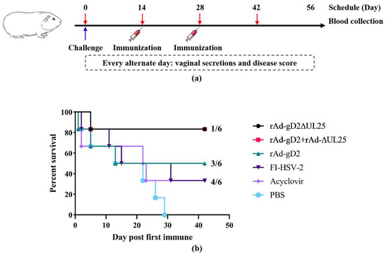 An Adenovirus-Based Recombinant Herpes Simplex Virus 2 (HSV-2) Therapeutic Vaccine Is Highly ...