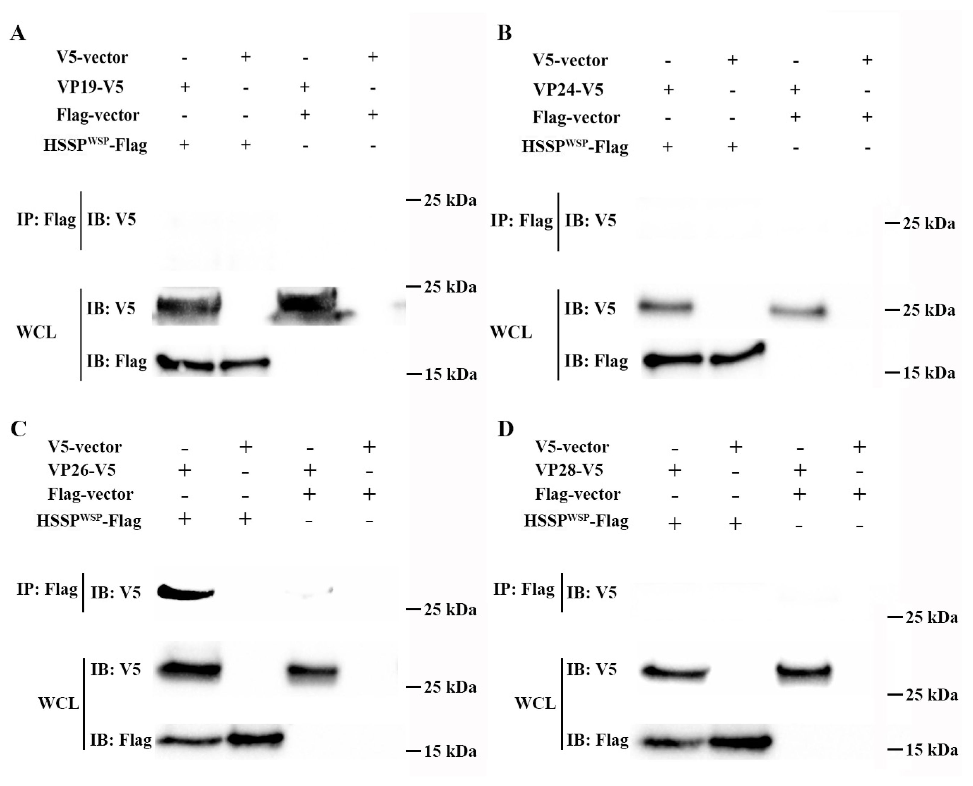 A Novel Hemocyte-Specific Small Protein Participates in White Spot ...