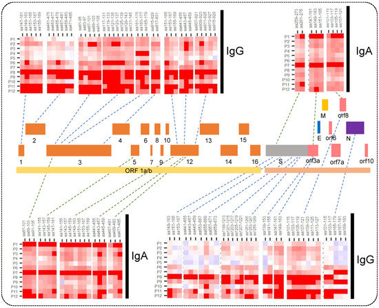 Viruses | Free Full-Text | Humoral Immune Response Profile of COVID-19 ...