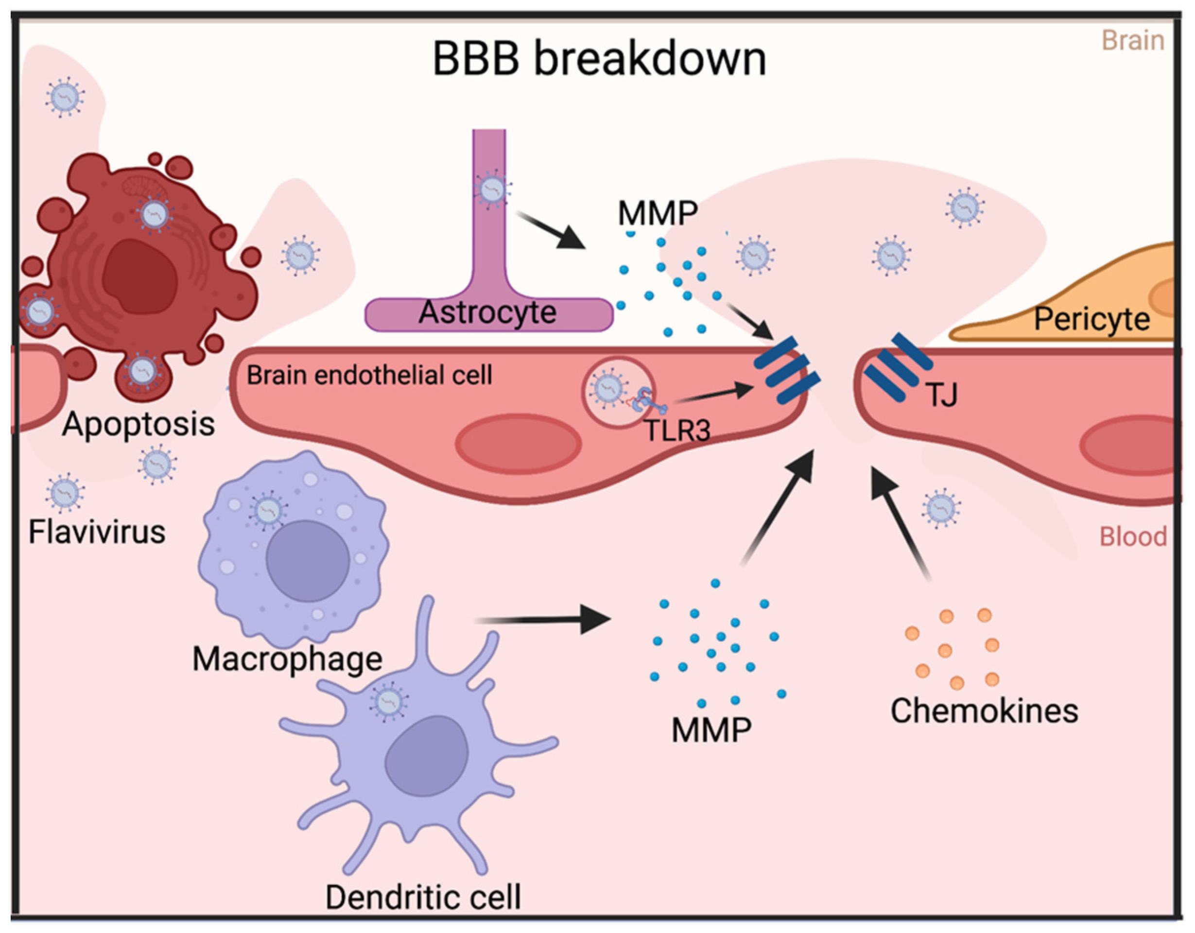 Mechanisms of Neuroinvasion and Neuropathogenesis by Pathologic ...