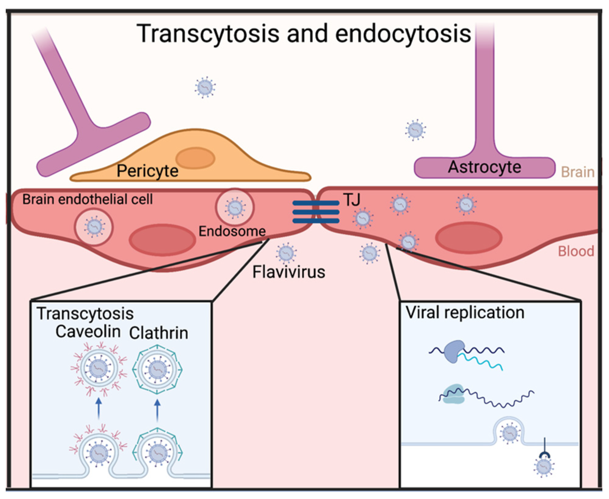 Mechanisms of Neuroinvasion and Neuropathogenesis by Pathologic ...