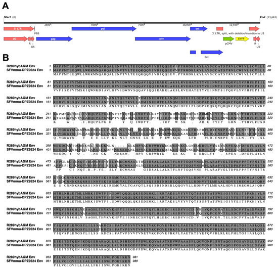 Viruses | Free Full-Text | Comparison of a Genotype 1 and a Genotype 2 ...