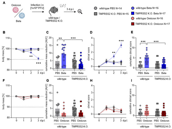 TMPRSS2 Is Essential for SARS-CoV-2 Beta and Omicron Infection