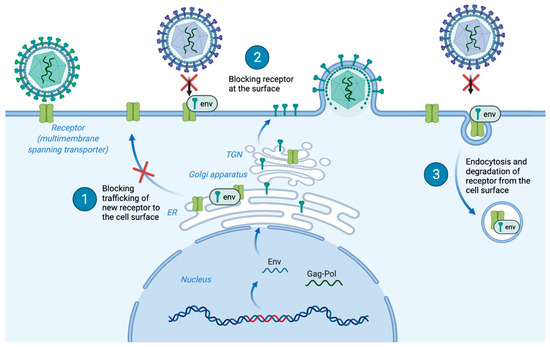Viruses | Free Full-Text | Unique Structure and Distinctive Properties ...