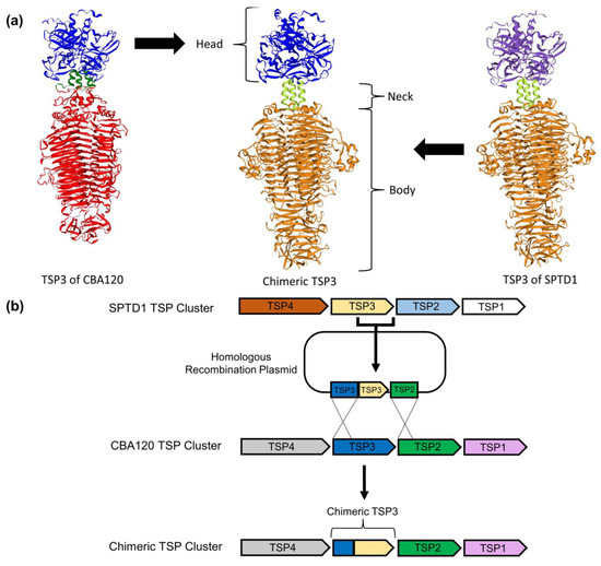 Tailoring the Host Range of Ackermannviridae Bacteriophages through ...