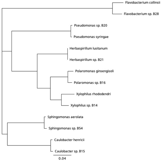 Three Phages from a Boreal Lake during Ice Cover Infecting Xylophilus ...