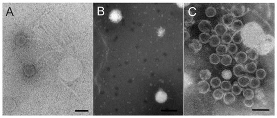 Three Phages from a Boreal Lake during Ice Cover Infecting Xylophilus ...