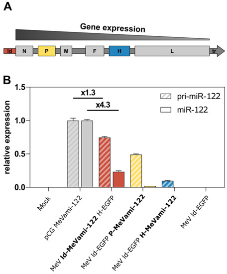 Oncolytic Measles Virus Encoding MicroRNA for Targeted RNA Interference