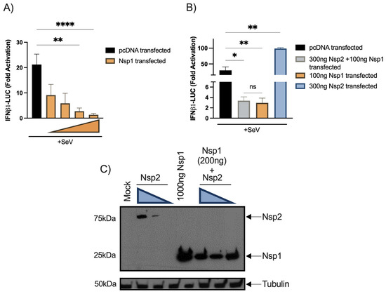 SARS-CoV-2 Nsp2 Contributes to Inflammation by Activating NF-κB