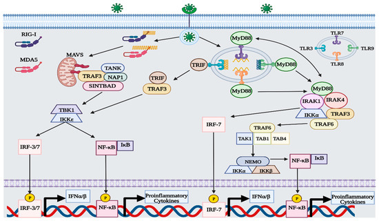 How Different Pathologies Are Affected by IFIT Expression