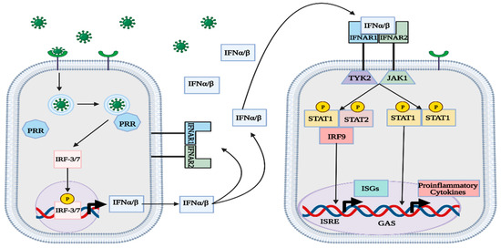 How Different Pathologies Are Affected by IFIT Expression