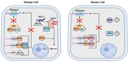 How Different Pathologies Are Affected by IFIT Expression