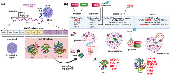 Mitochondria Dysfunction at the Heart of Viral Myocarditis: Mechanistic ...