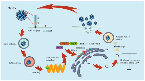Transmissible Gastroenteritis Virus: An Update Review and Perspective