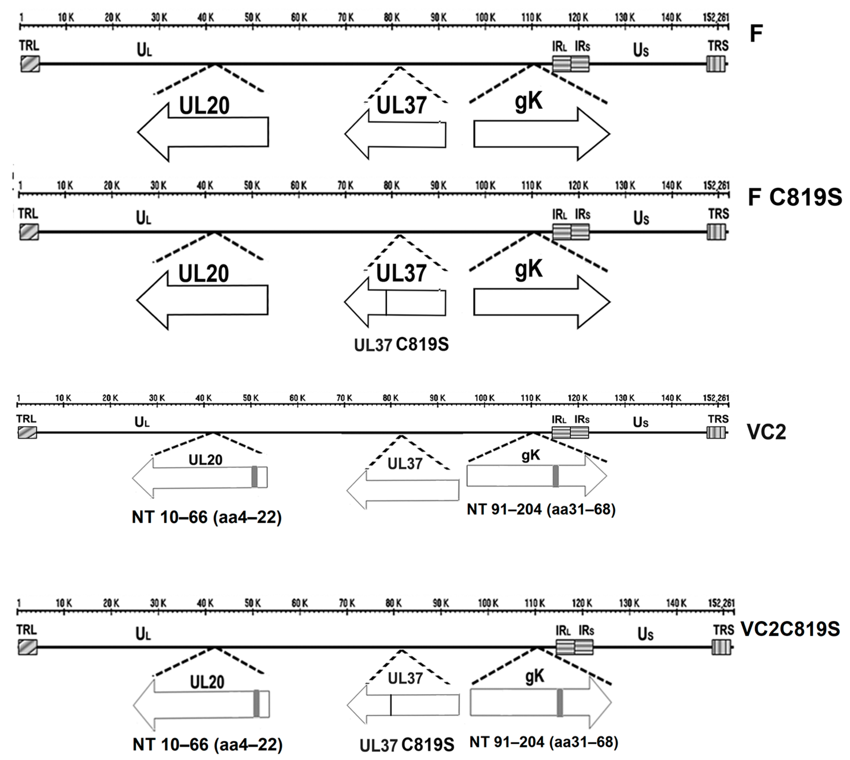 Inactivation of the UL37 Deamidase Enhances Virus Replication and Spread of the HSV-1(VC2 ...