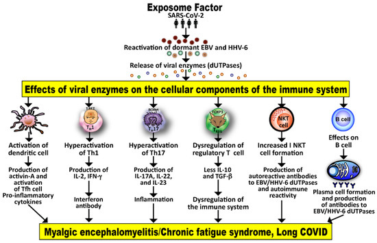 Persistent SARS-CoV-2 Infection, EBV, HHV-6 and Other Factors May ...