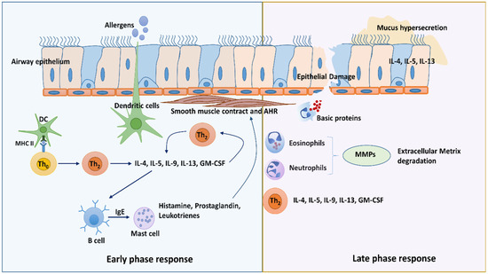 Type 2 Immunity and Its Impact on COVID-19 Infection in the Airways