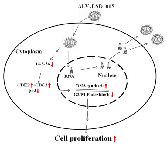 J Subgroup Avian Leukosis Virus Strain Promotes Cell Proliferation by ...