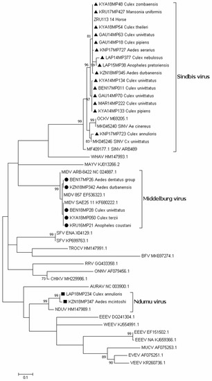 Alphaviruses Detected in Mosquitoes in the North-Eastern Regions of ...