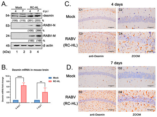Viruses | Free Full-Text | Host Desmin Interacts with RABV Matrix ...