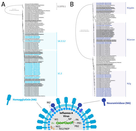 Successful Whole Genome Nanopore Sequencing of Swine Influenza A Virus ...
