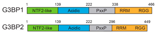 Pro-Viral and Anti-Viral Roles of the RNA-Binding Protein G3BP1
