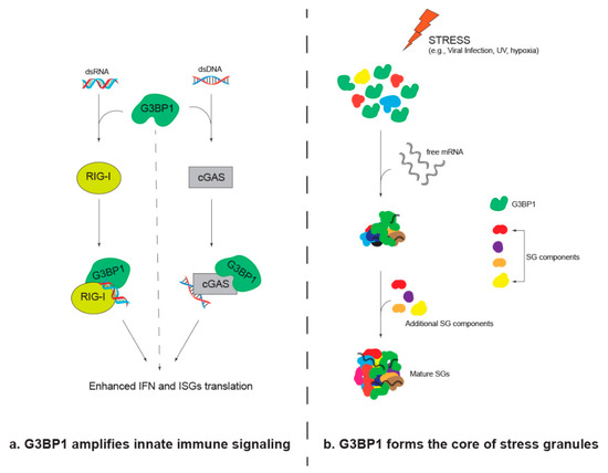 Pro-Viral and Anti-Viral Roles of the RNA-Binding Protein G3BP1