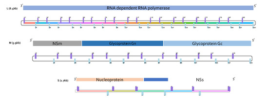 Using Multiplex Amplicon PCR Technology to Efficiently and Timely ...