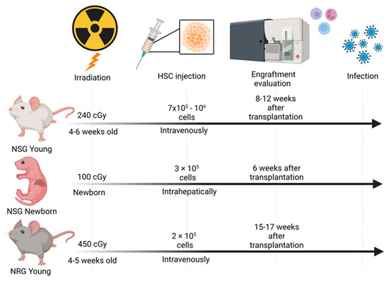 Viruses | Free Full-Text | Recent Developments in NSG and NRG Humanized Mouse Models for Their ...