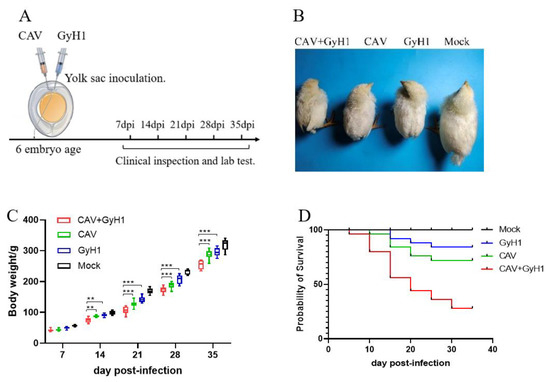 The Synergy of Chicken Anemia Virus and Gyrovirus Homsa 1 in Chickens