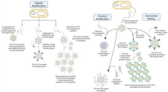 Bacteriophage P22 Capsid as a Pluripotent Nanotechnology Tool