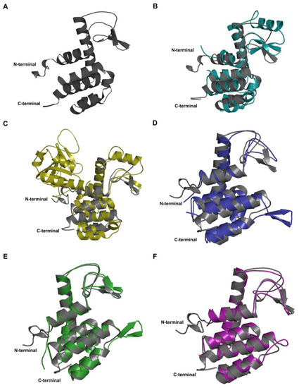 Pseudomonas Phage ZCPS1 Endolysin as a Potential Therapeutic Agent
