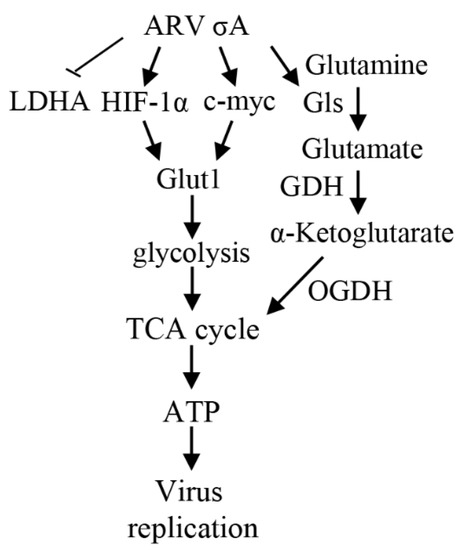 Oncolytic Avian Reovirus σA-Modulated Upregulation of the HIF-1α/C-myc ...