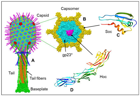 Bacteriophage T4 Head: Structure, Assembly, and Genome Packaging