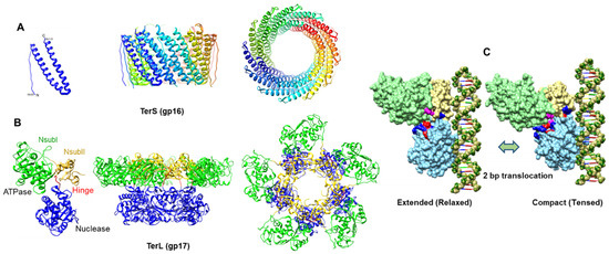 Viruses | Free Full-Text | Bacteriophage T4 Head: Structure, Assembly ...