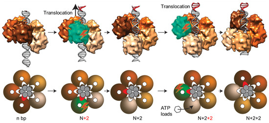 Bacteriophage T4 Head: Structure, Assembly, and Genome Packaging